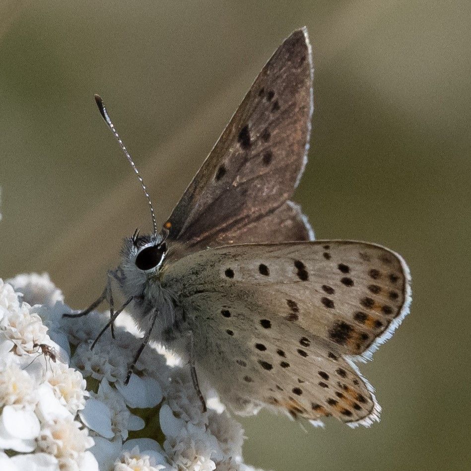Brauner Feuerfalter - Viel-Falter